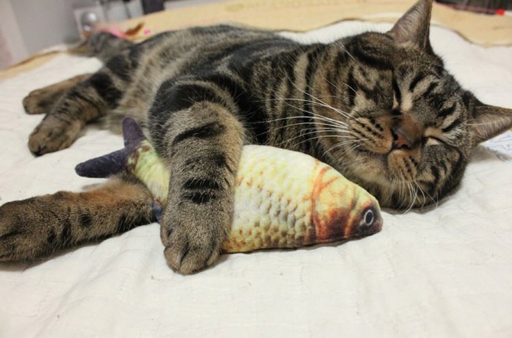 Ukleja Zabawka dla KOTA 20CM ryba pluszak karp - Inny producent | Sklep ...