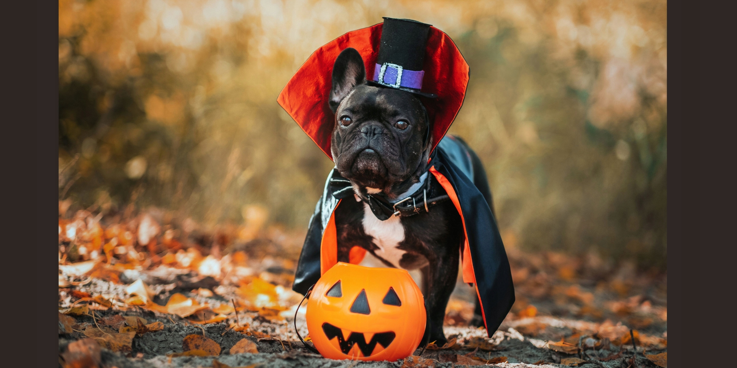 Zabawka Dla Psa Pająk Xl Duży Szeleszczący Na Halloween Maskotka Spider ...