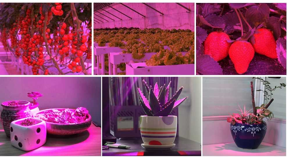 Zestaw Żarówka Led Plant Heckermann 200Led 18Wled - 20W + Uchwyt ...