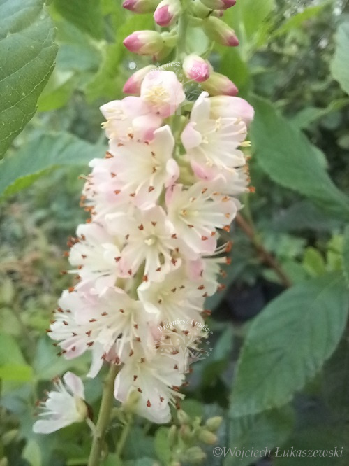 Orszelina Ruby Spice unikalny zapach miododajna - GreenFlora | Sklep ...